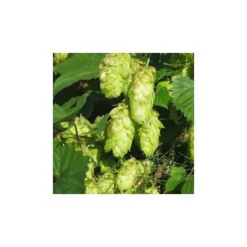 Flor de Lúpulo a granel (Humulus lupulus)