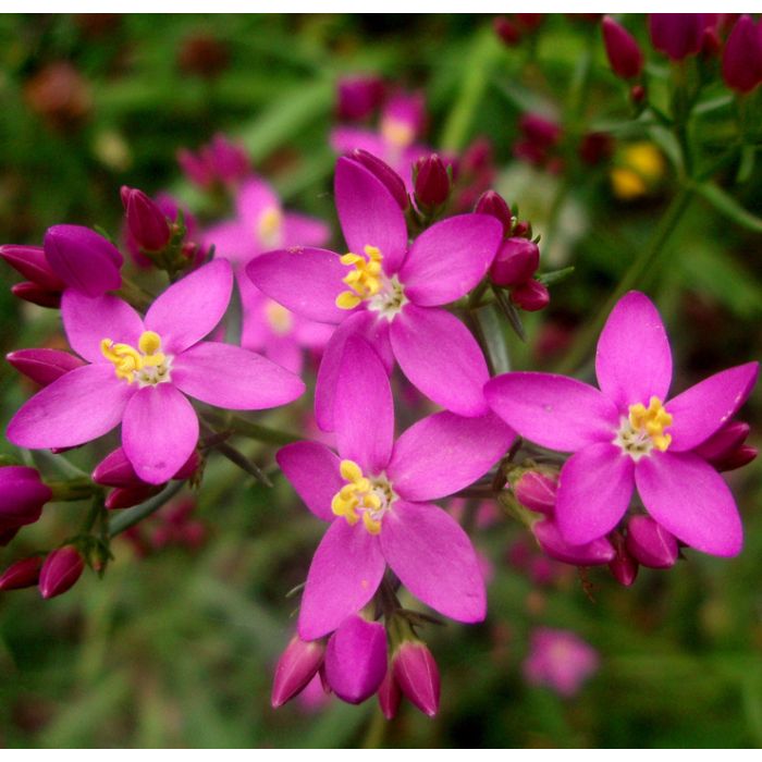 Planta de Centaurea Menor a granel (Centaurium erythraea)